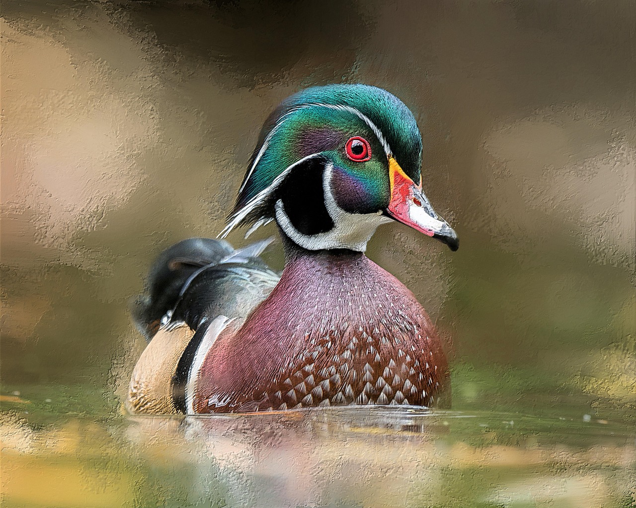 Wood Duck Wallpaper