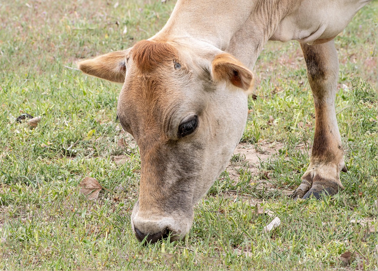 Vache De Guernesey Animal - Photo gratuite sur Pixabay - Pixabay