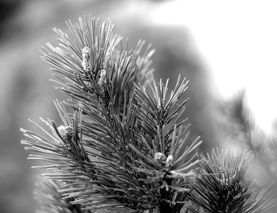 Spruce Conifer Needles - Free photo on Pixabay