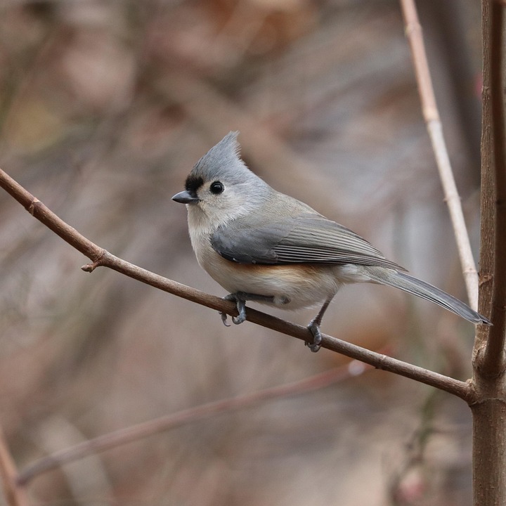 Bird Tufted Titmouse Ornithology - Free photo on Pixabay - Pixabay