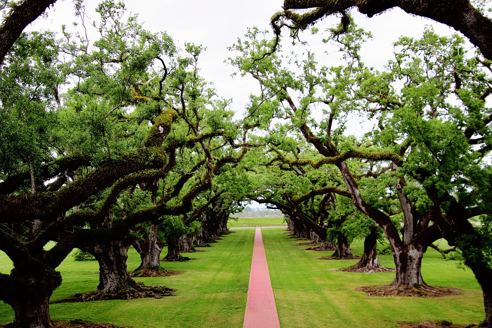 Louisiana Plantation Slavery - Free photo on Pixabay