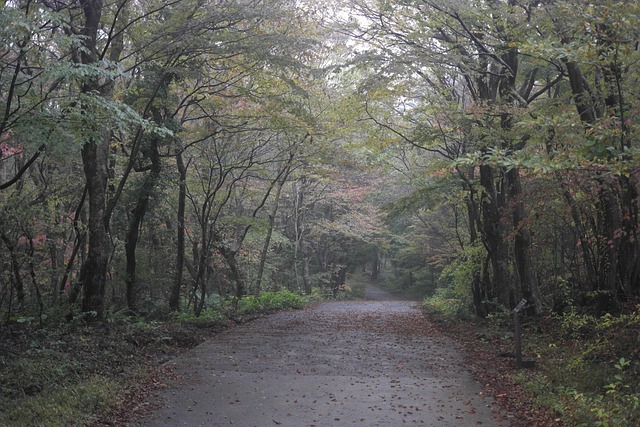 Forest After Rain Morning Free Photo On Pixabay Pixabay