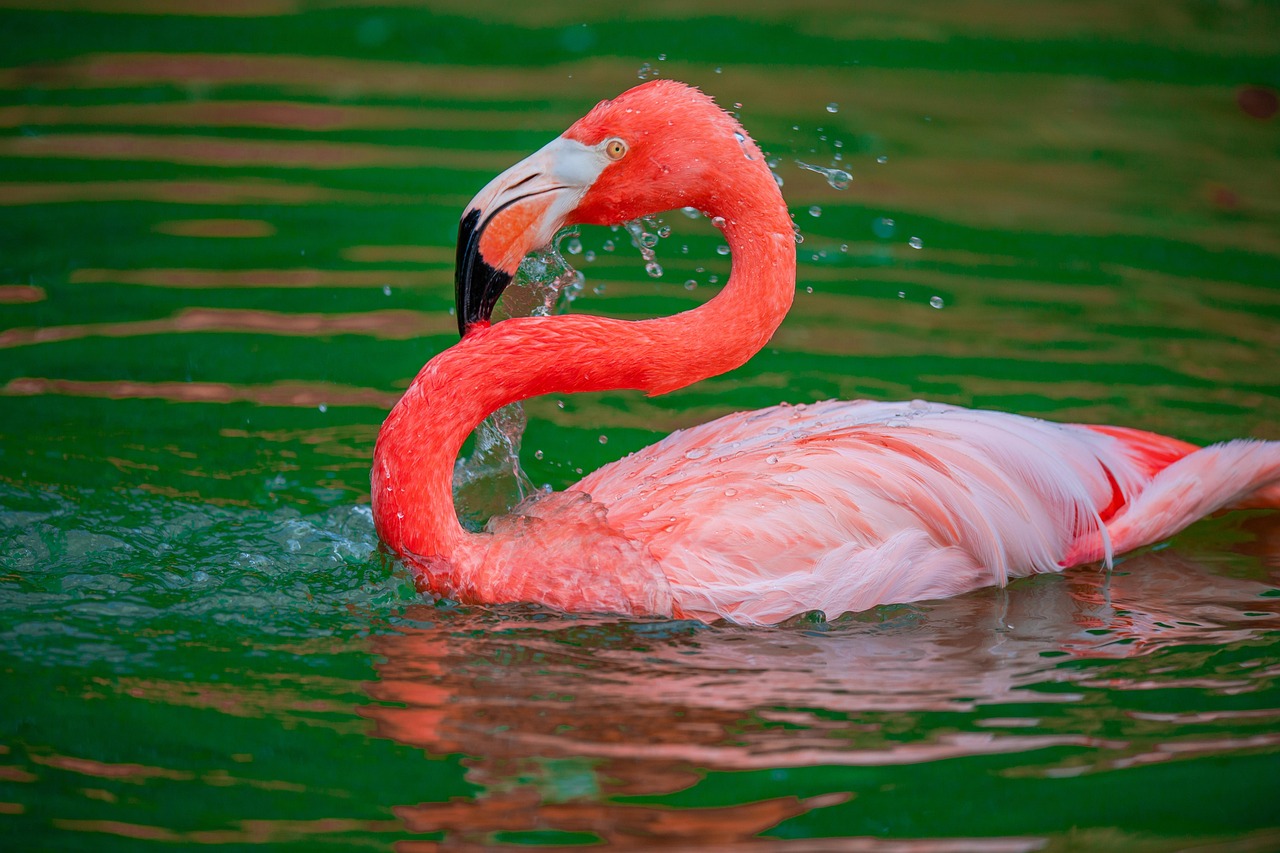 Animais Panorama Selvagem - Foto gratuita no Pixabay - Pixabay