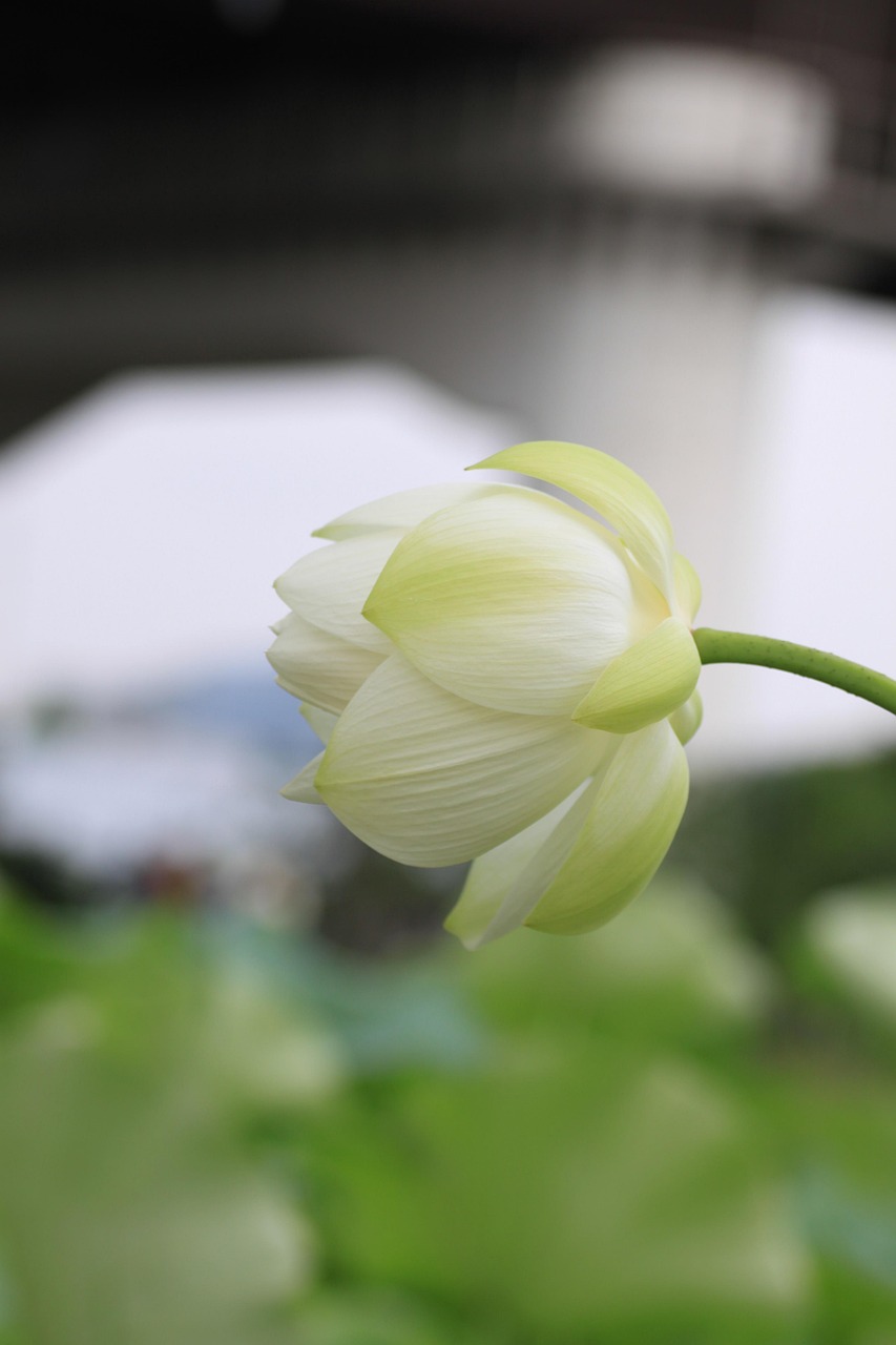Blume Lotus Weißer Weiße - Kostenloses Foto auf Pixabay - Pixabay