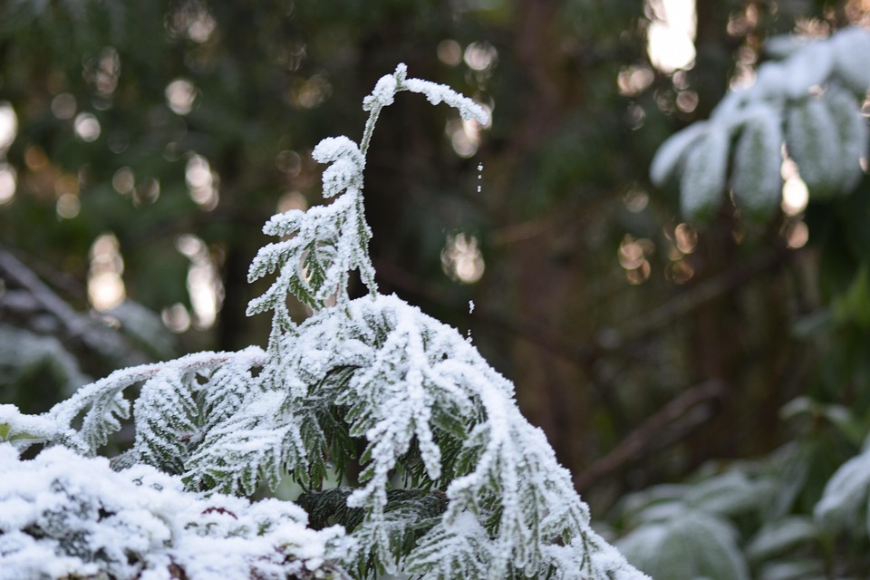Frost Eis Kalt - Kostenloses Foto auf Pixabay - Pixabay