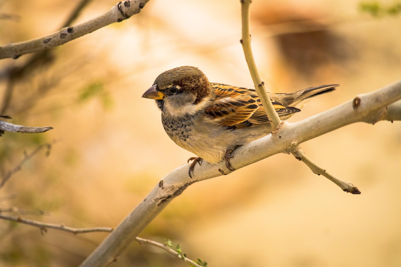 Sparrow Little Bird Animal - Free photo on Pixabay