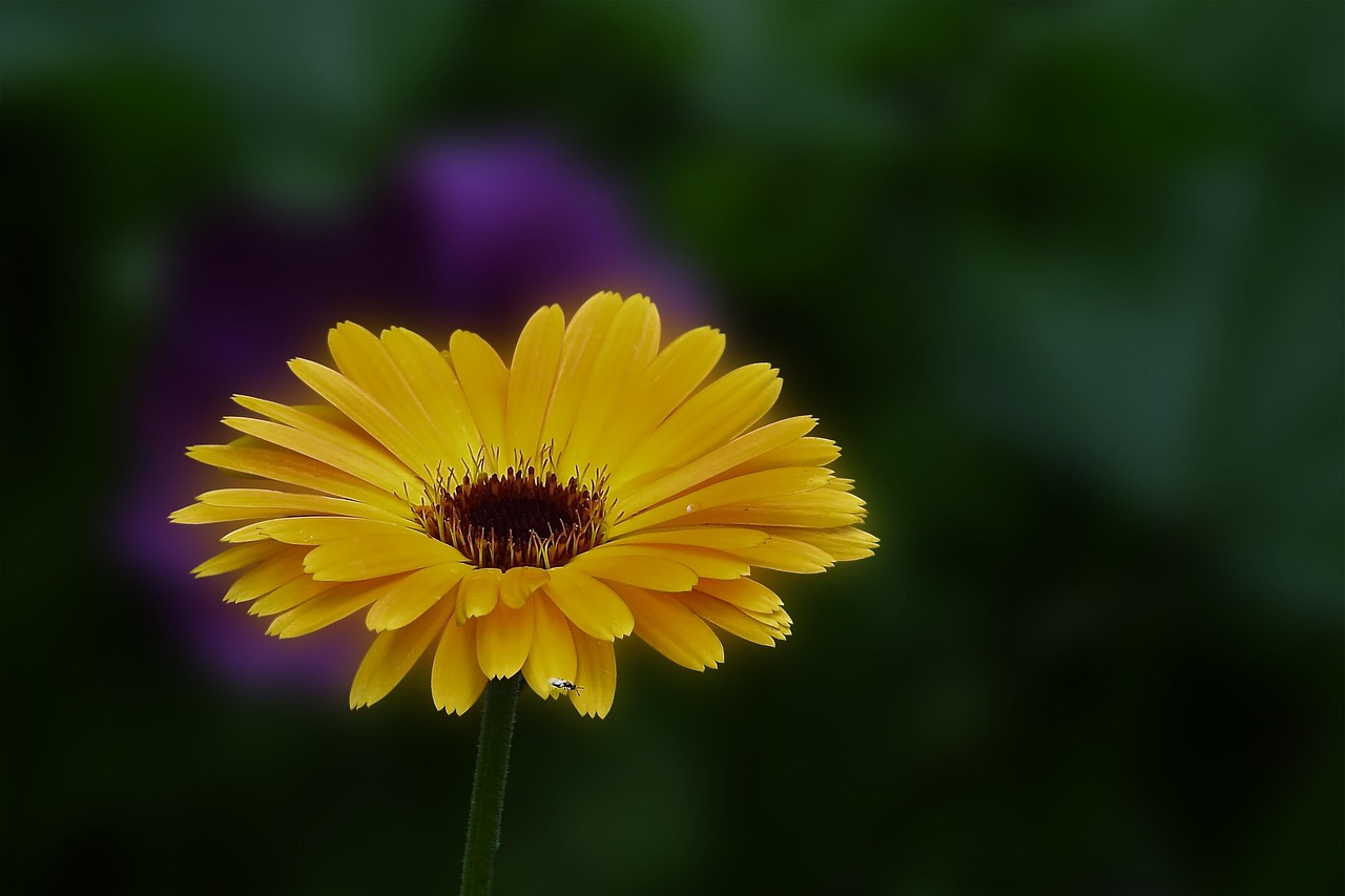 Flower Pointed Nature - Free photo on Pixabay