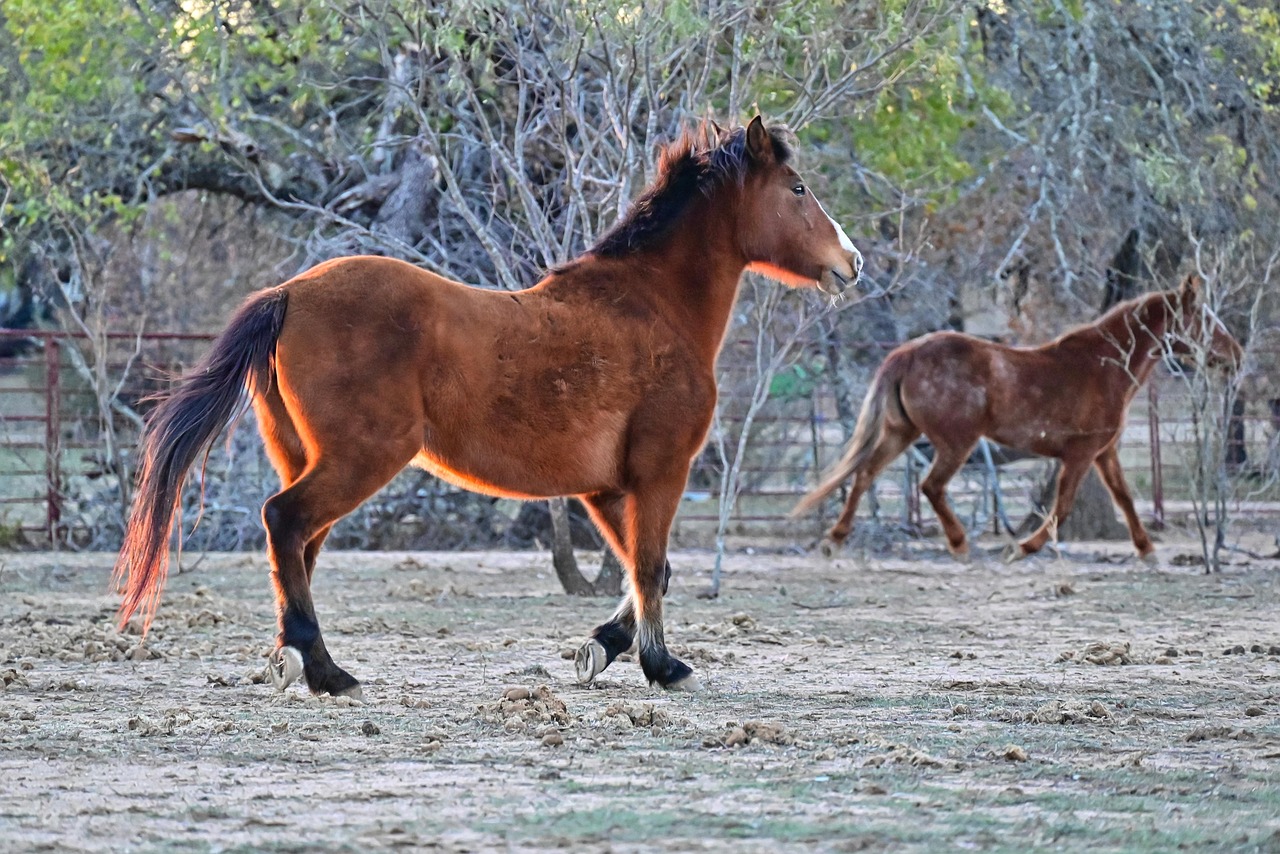 Cavalo Cavalos Equino - Foto gratuita no Pixabay - Pixabay