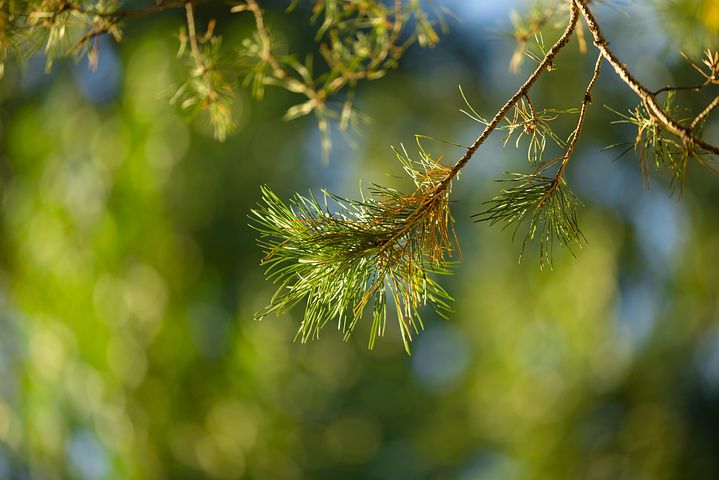 200+ Gambar Hutan Jenis Konifera & Hutan Gratis - Pixabay
