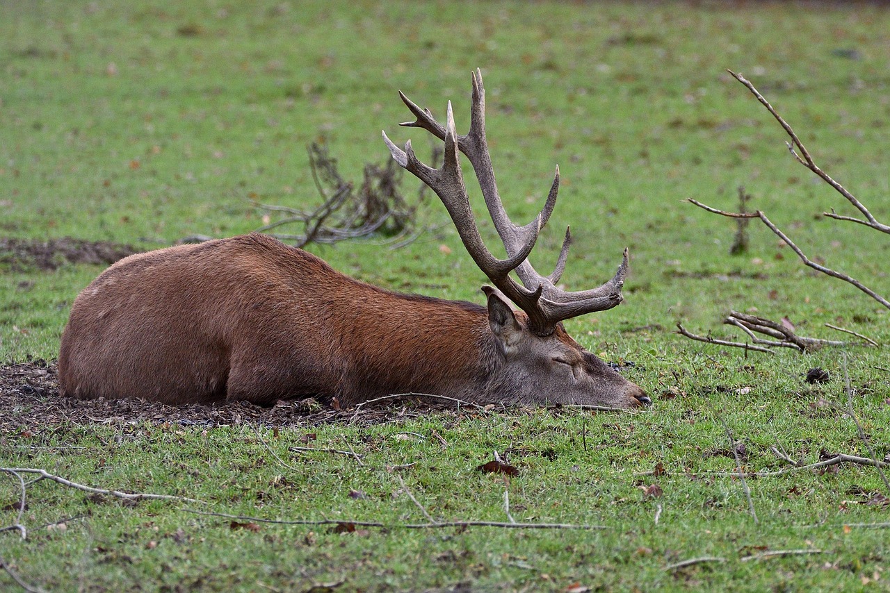 100,000+ Free アカシカ & Deer Images - Pixabay
