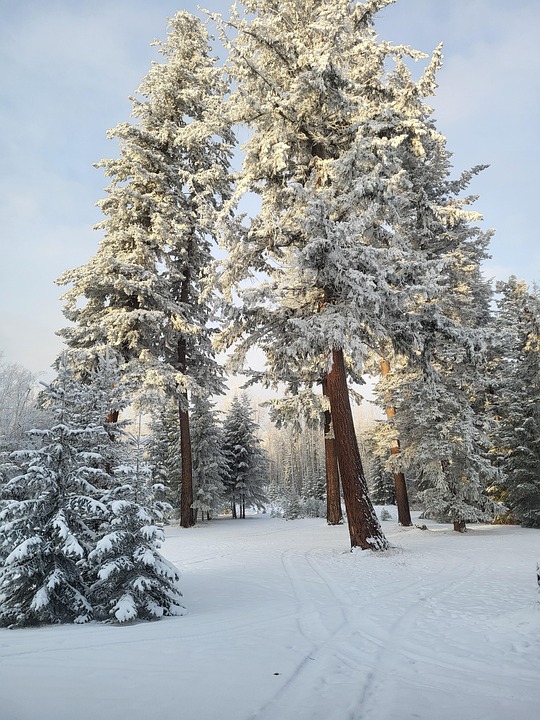 Winter Season Cold - Free photo on Pixabay