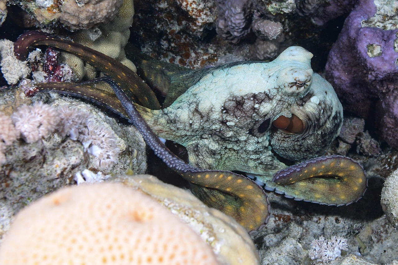 Red Sea Octopus Underwater - Free photo on Pixabay - Pixabay