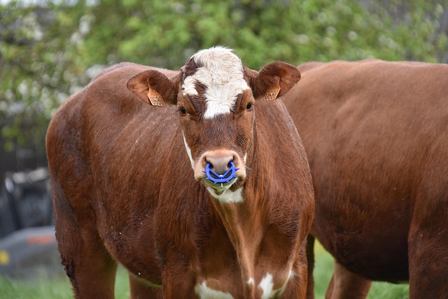Calf Cow Cattle - Free photo on Pixabay