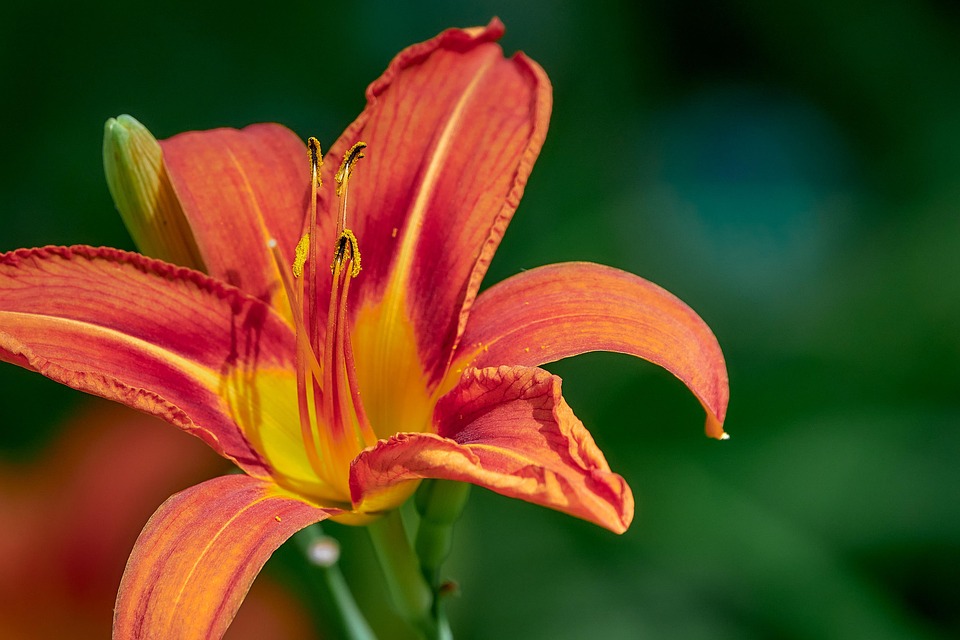 Flower Blossom Bloom - Free photo on Pixabay