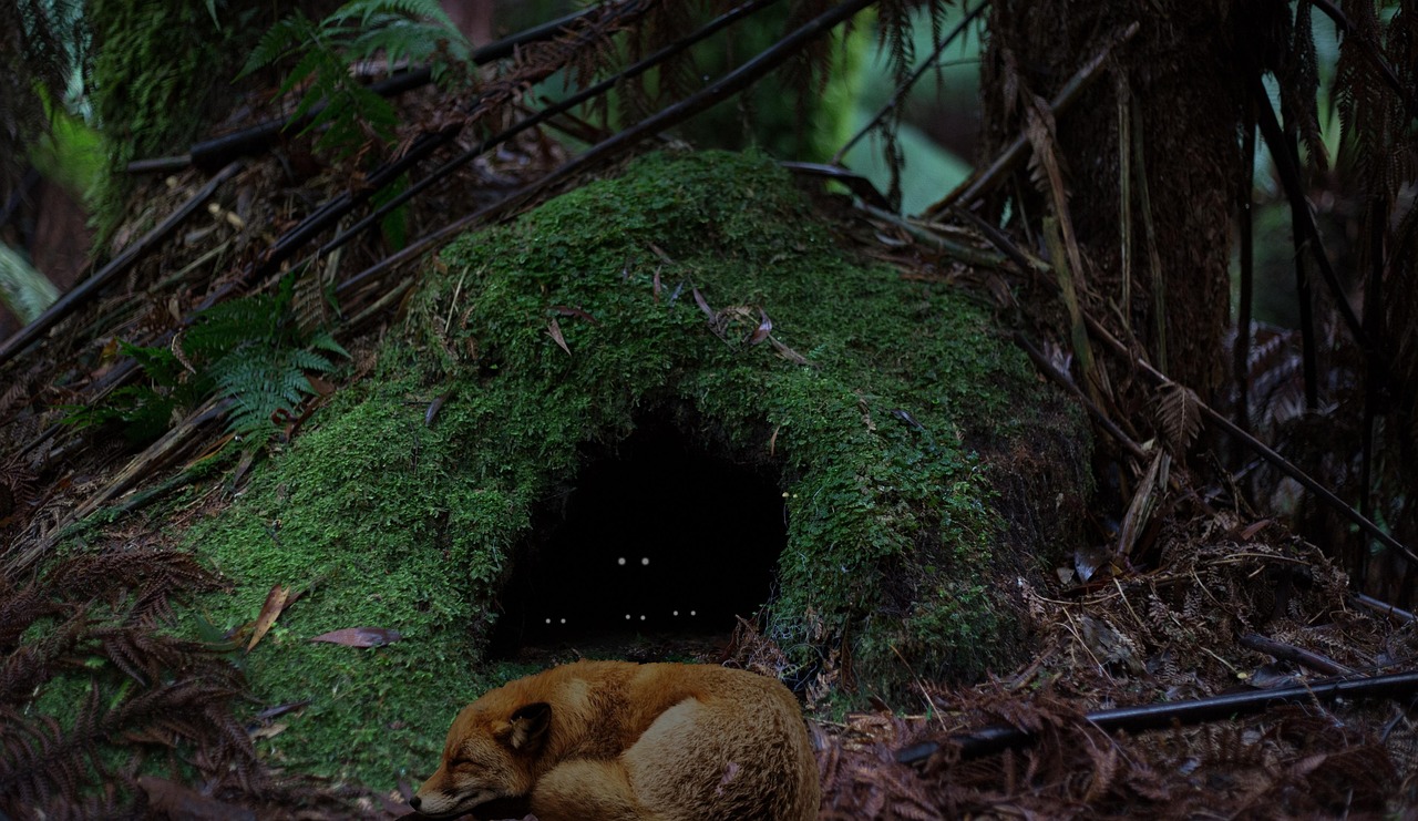 超过 50000 张关于“Fox Wallpaper”和“自然”的免费图片 - Pixabay