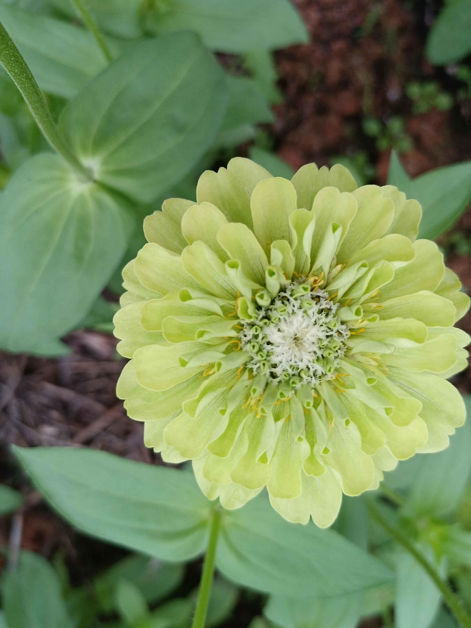 Blume Green - Kostenloses Foto auf Pixabay
