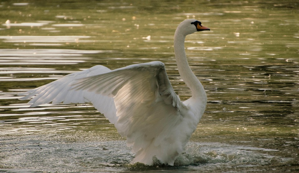 Cisne Blanco Estanque Lago Aves - Foto gratis en Pixabay