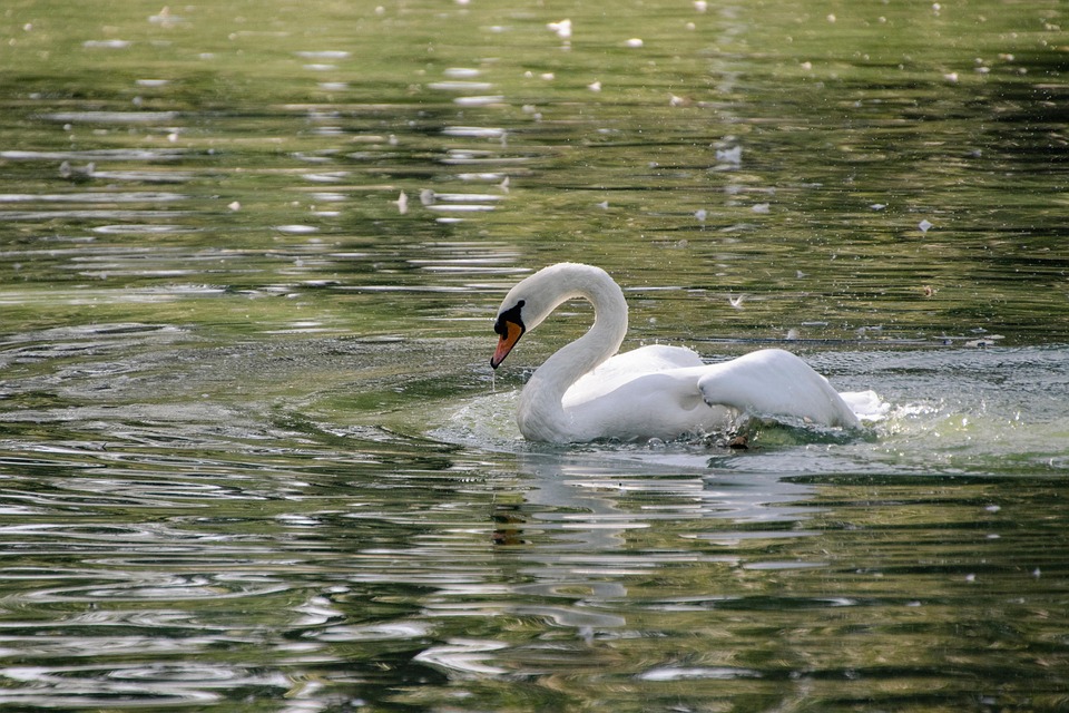 Cisne Branco Lago Ave Aquática - Foto gratuita no Pixabay