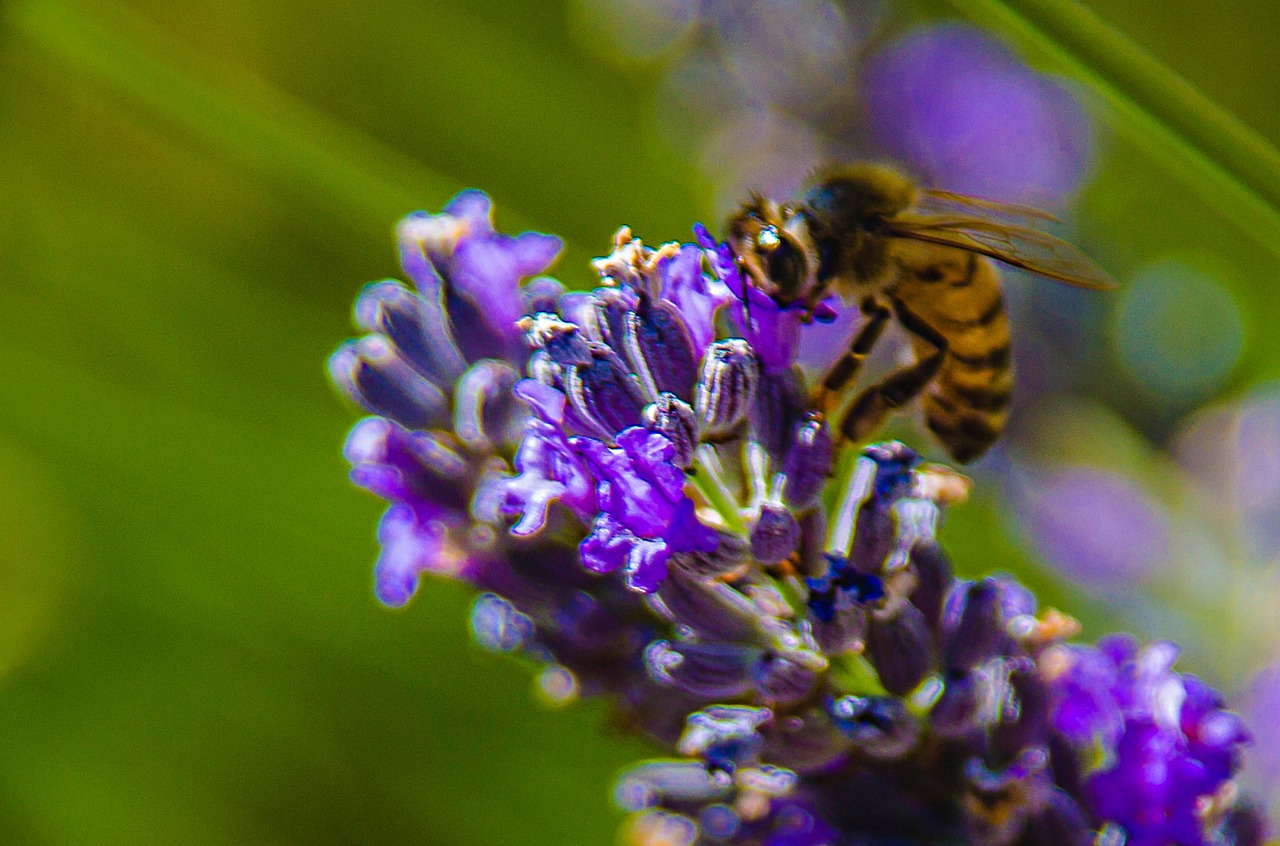 Bee Pollen Pollination - Free photo on Pixabay