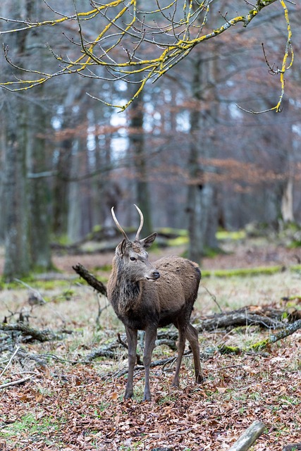 Red Deer Cerf Ramure - Photo gratuite sur Pixabay - Pixabay
