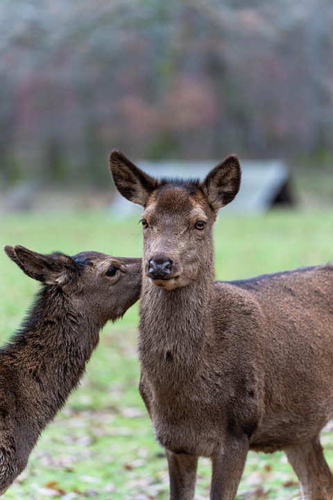 Red Deer Cerf Faune - Photo gratuite sur Pixabay - Pixabay