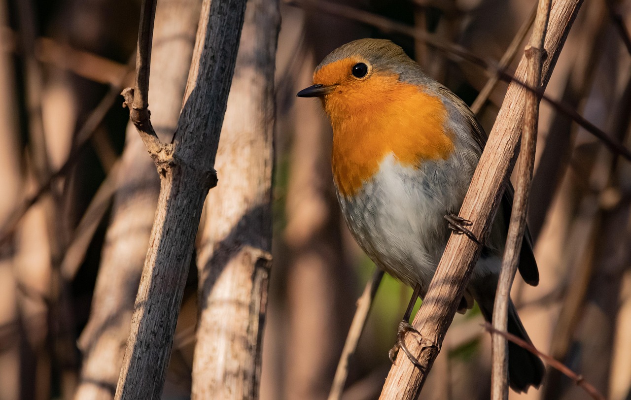 European Robin Bird Animal - Free photo on Pixabay