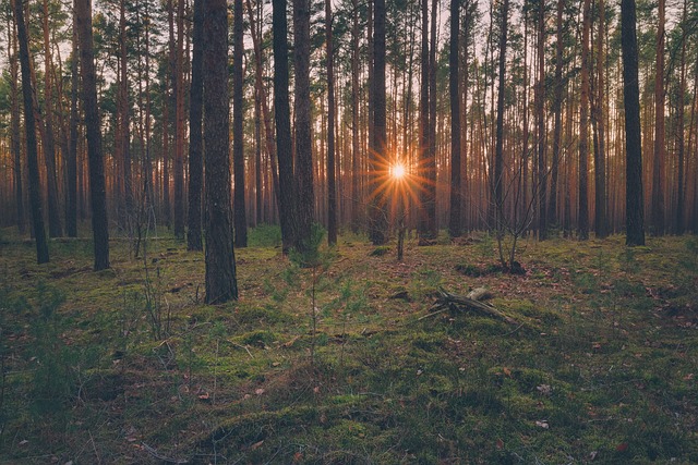 Atardecer Bosque Reserva Natural - Foto gratis en Pixabay