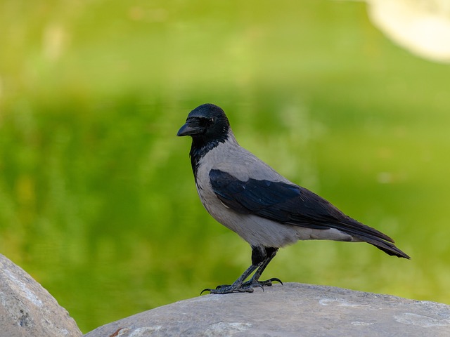 Oiseau Corbeau Ailes - Photo gratuite sur Pixabay