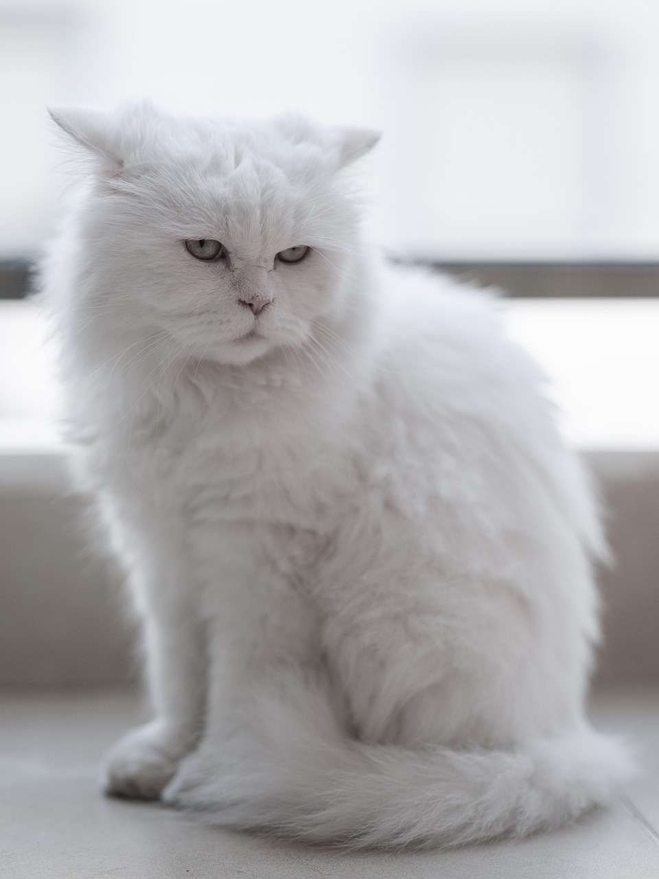 猫 白色猫咪 动物 - Pixabay上的免费照片