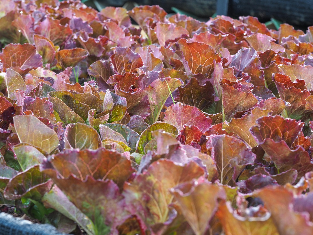 Vegetal Roble Rojo Planta - Foto gratis en Pixabay - Pixabay