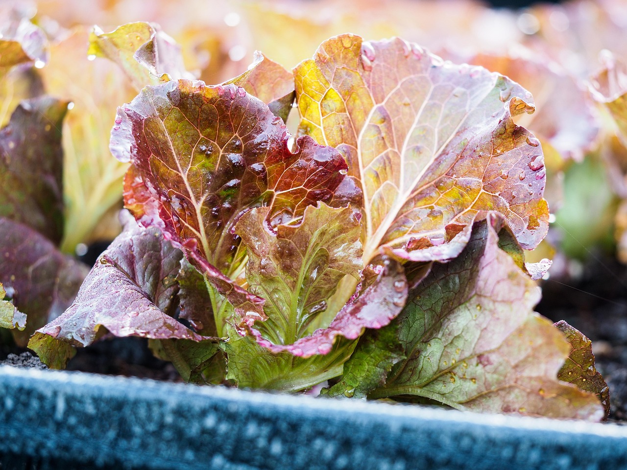Sayur-Mayur Ek Merah Tanaman - Foto gratis di Pixabay - Pixabay
