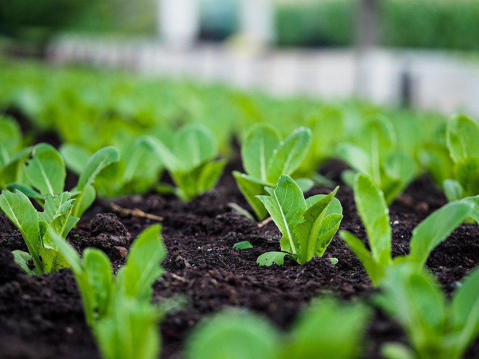 Vegetable Garden Sprouts Gardening - Free photo on Pixabay