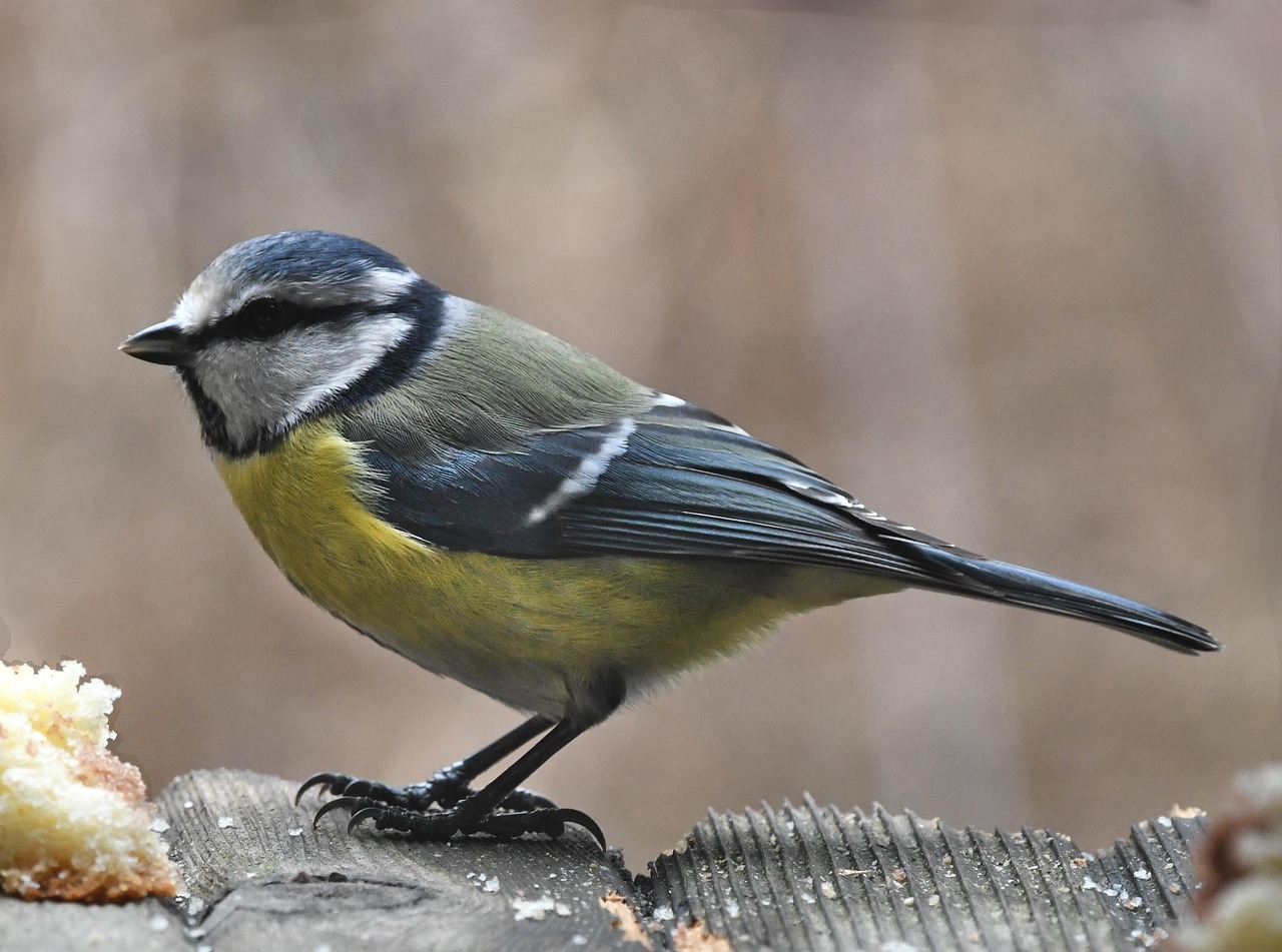 Blue Tit Bird Animal - Free photo on Pixabay