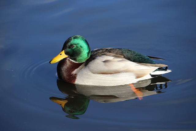Bebek Mallard Burung - Foto gratis di Pixabay - Pixabay