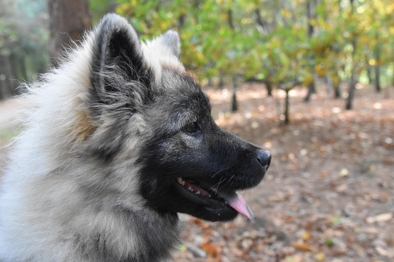 Potret Anjing Lebih Keren - Foto gratis di Pixabay - Pixabay