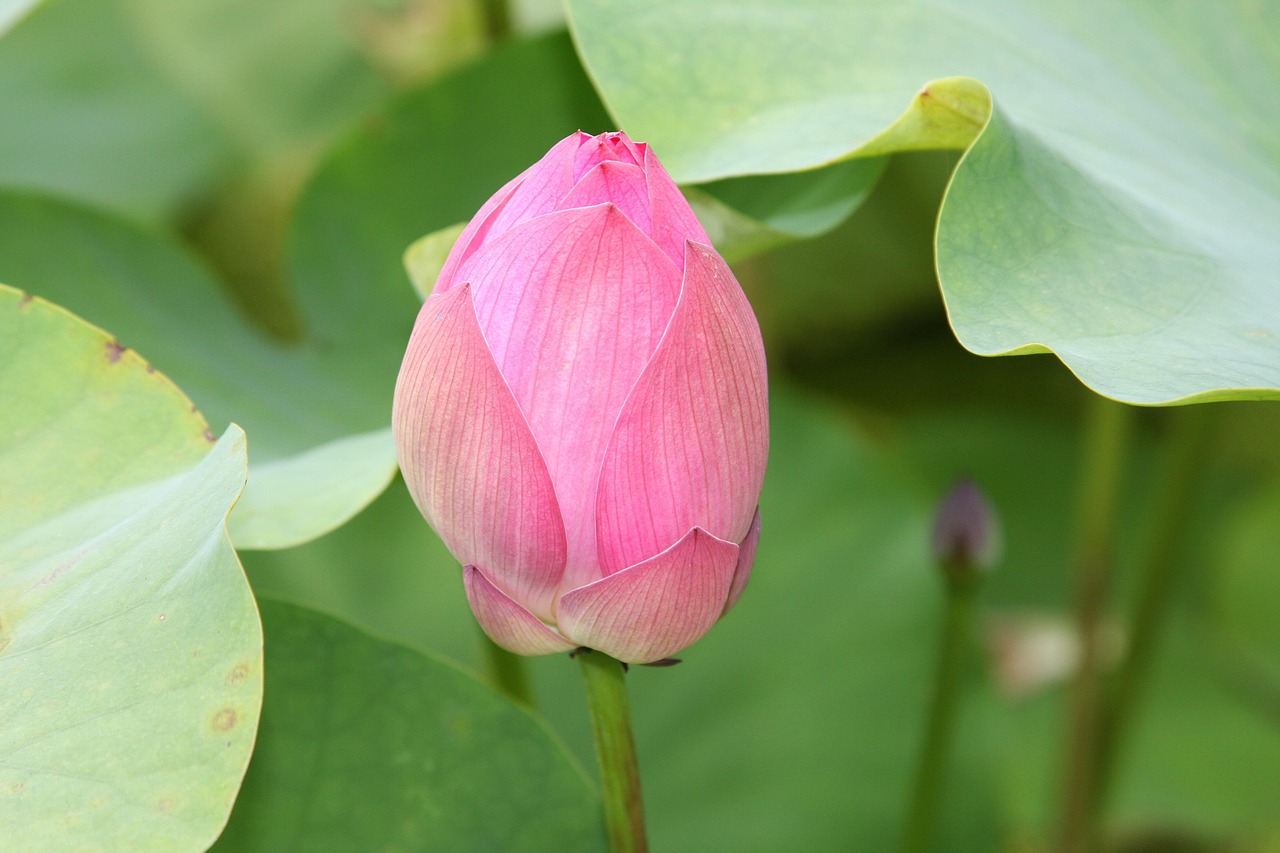 Discover and download free images - Pixabay