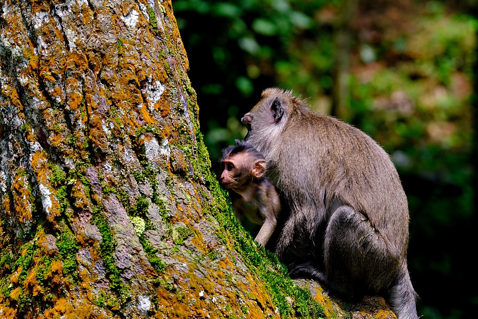 Monkeys Primates Wildlife - Free photo on Pixabay