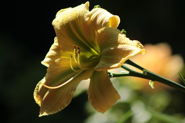 Seedling Daylily Hemerocallis - Free photo on Pixabay