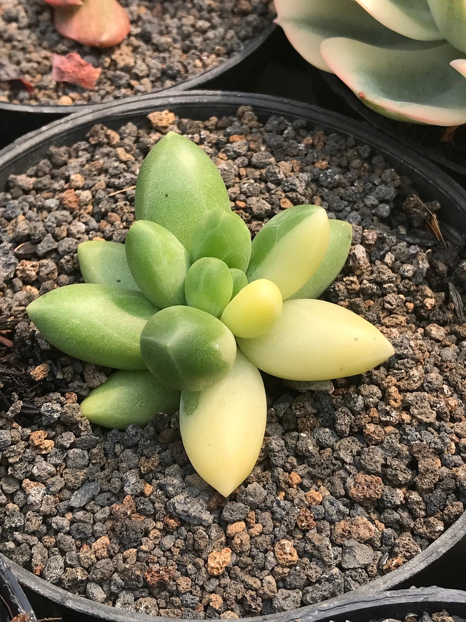 Succulent Cactus - Free photo on Pixabay - Pixabay