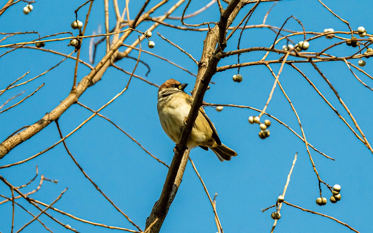 Bird Perched Branches - Free photo on Pixabay