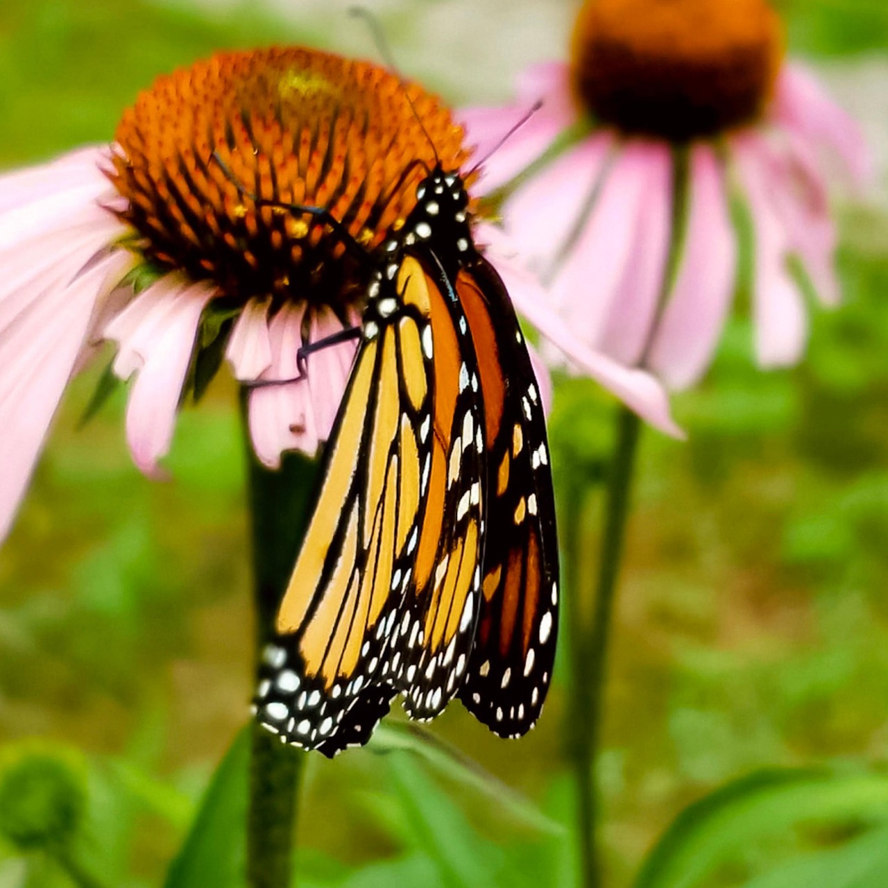 Diversity Monarch Butterfly - Free photo on Pixabay - Pixabay