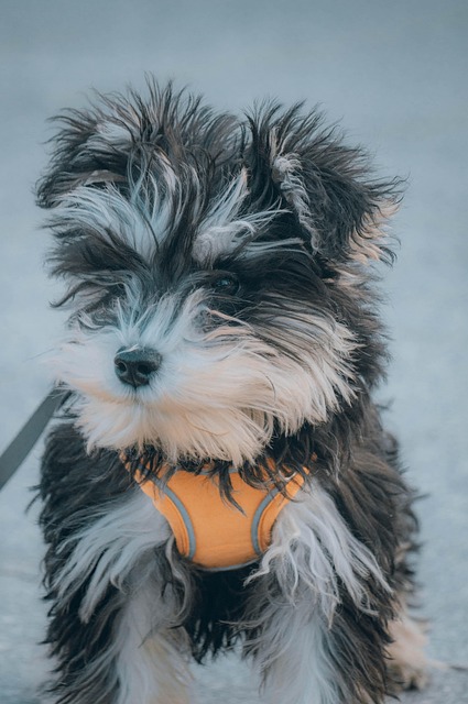 Cachorro Bicho De Estimação - Foto gratuita no Pixabay - Pixabay