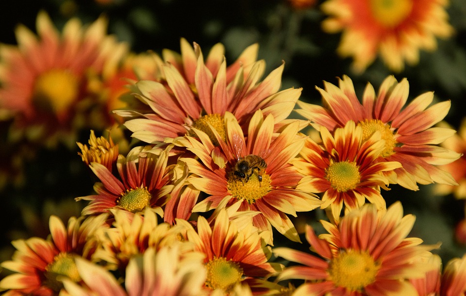 Chrysanthemum Flowers Plants - Free photo on Pixabay