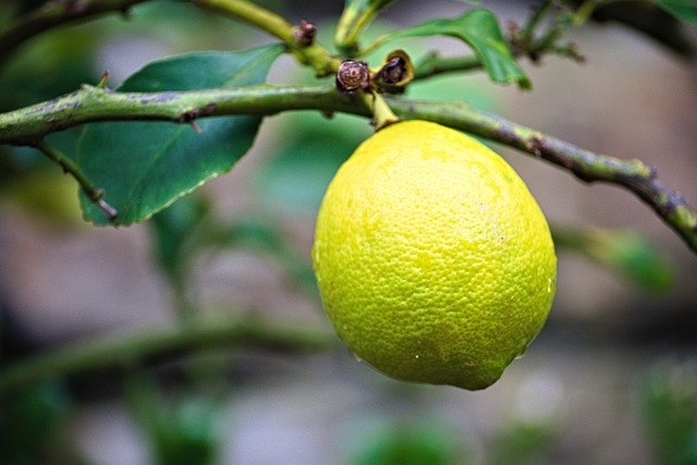 30,000+ Free Lemon Tree & Lemon Images - Pixabay