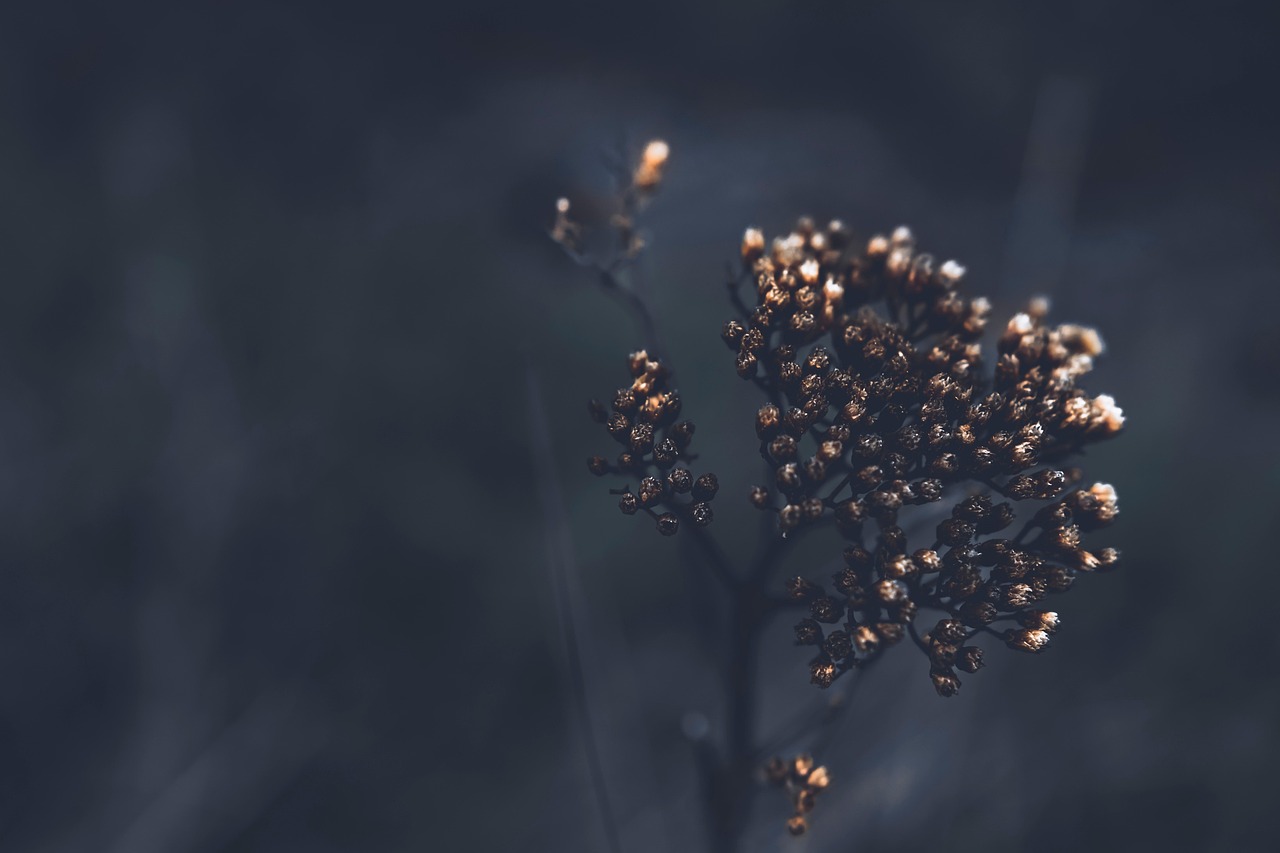 Dry Plant Flower Gloomy - Free photo on Pixabay