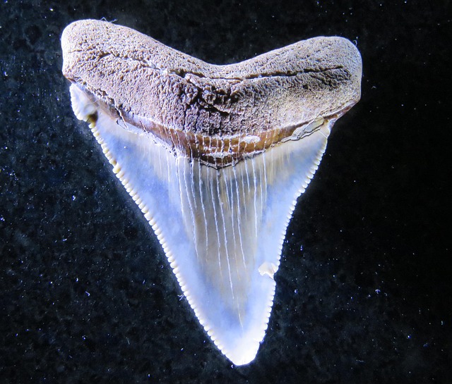 Requin Dents De Fossile - Photo gratuite sur Pixabay - Pixabay