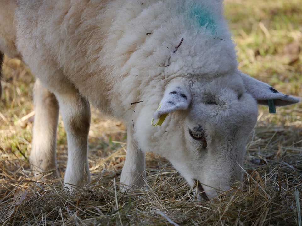 Le Mouton Laine Gazon - Photo gratuite sur Pixabay - Pixabay