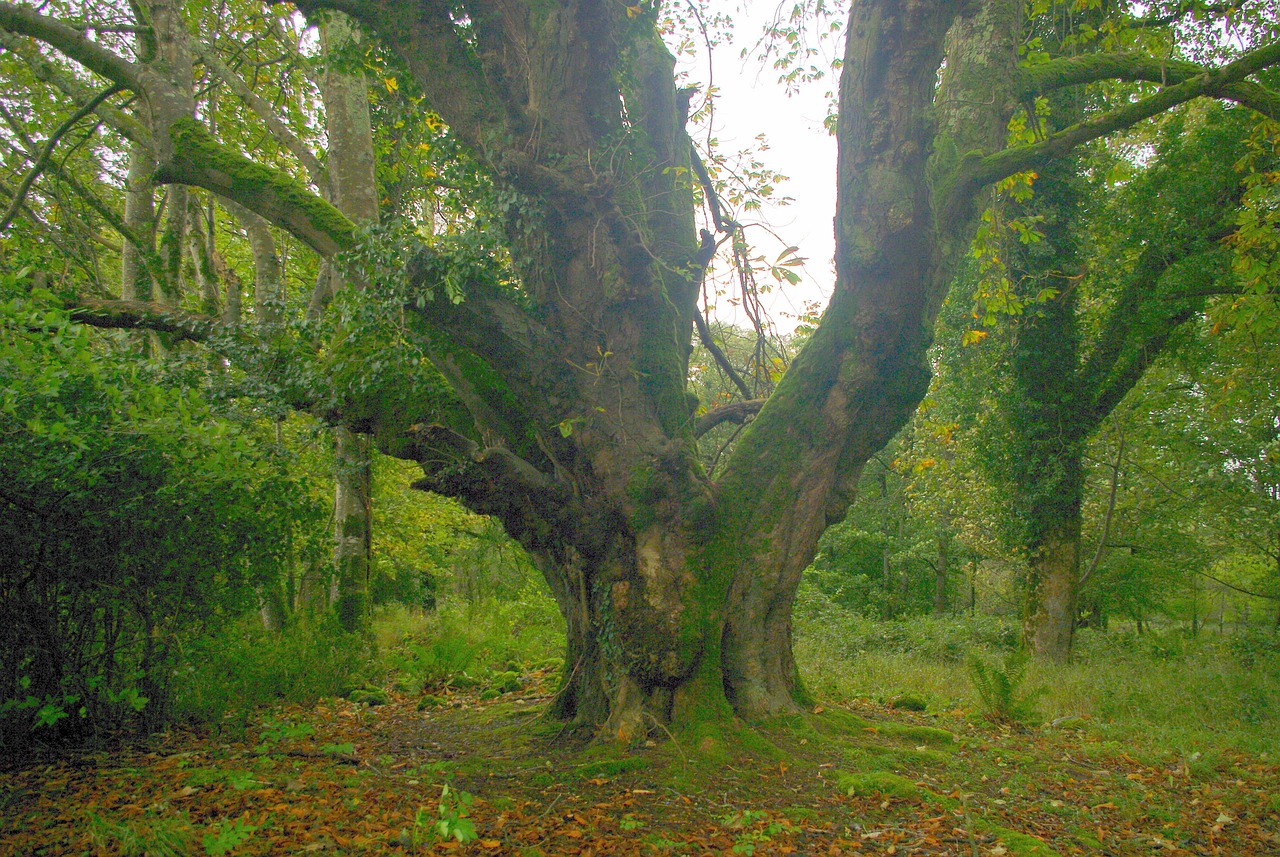 Wood Giant - Free photo on Pixabay - Pixabay