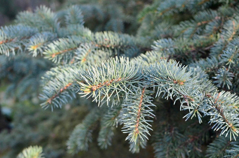 Tree Spruce Conifer - Free photo on Pixabay - Pixabay