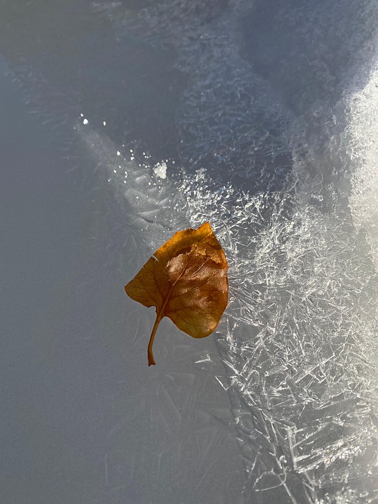 Winter Natur Eisig Verwelktes - Kostenloses Foto auf Pixabay - Pixabay